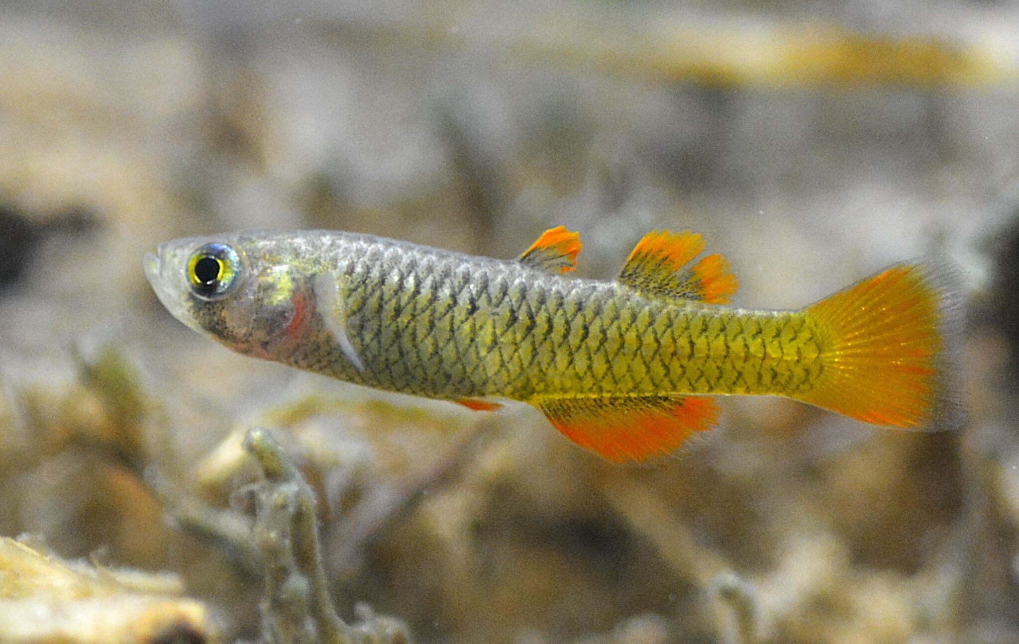 FFSG Home - IUCN/SSC Freshwater Fish Specialist Group
